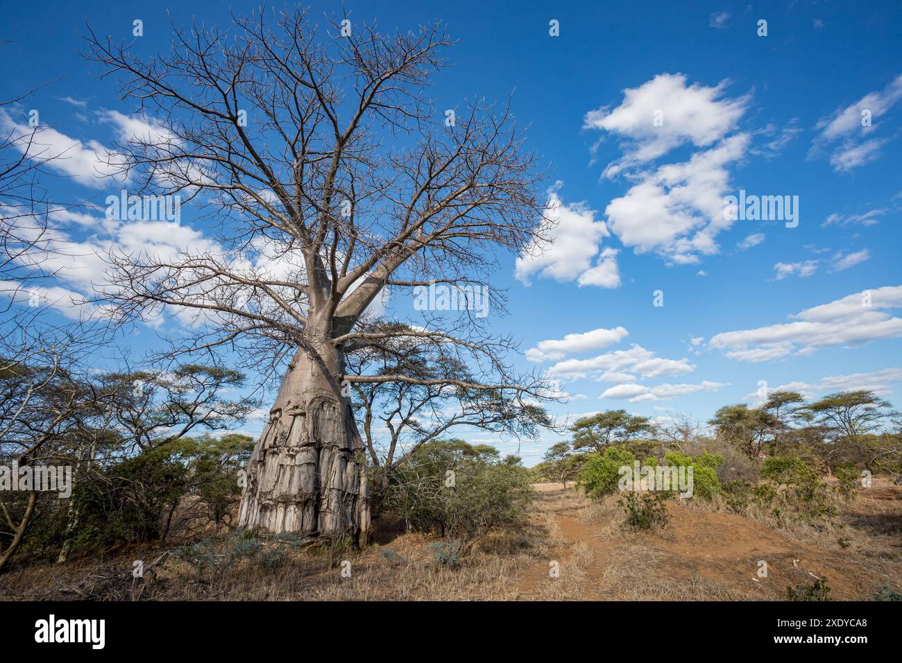Tete mozambique hi-res stock photography and images - Alamy