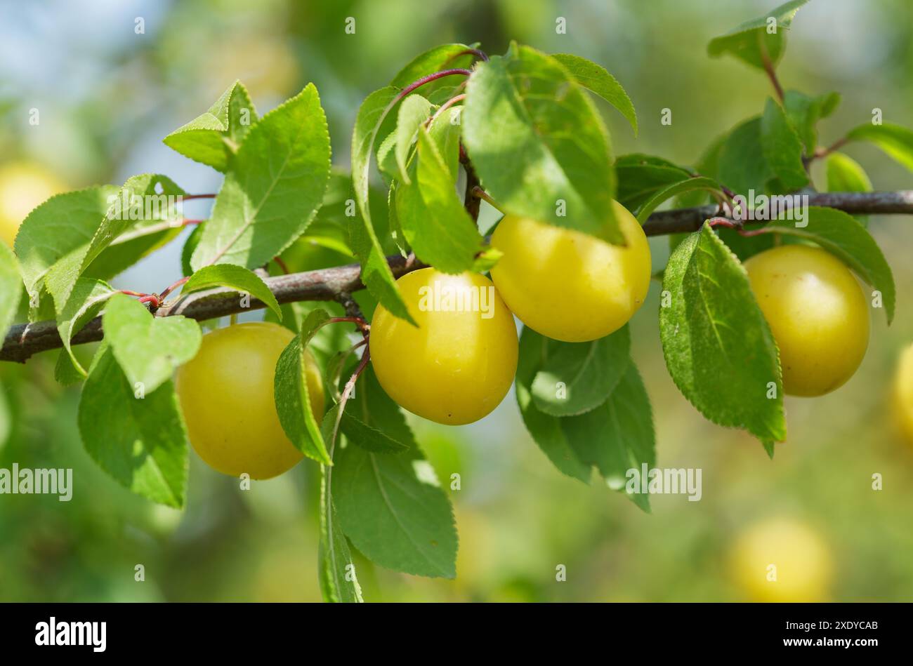 Domestic plum tree hi-res stock photography and images - Alamy