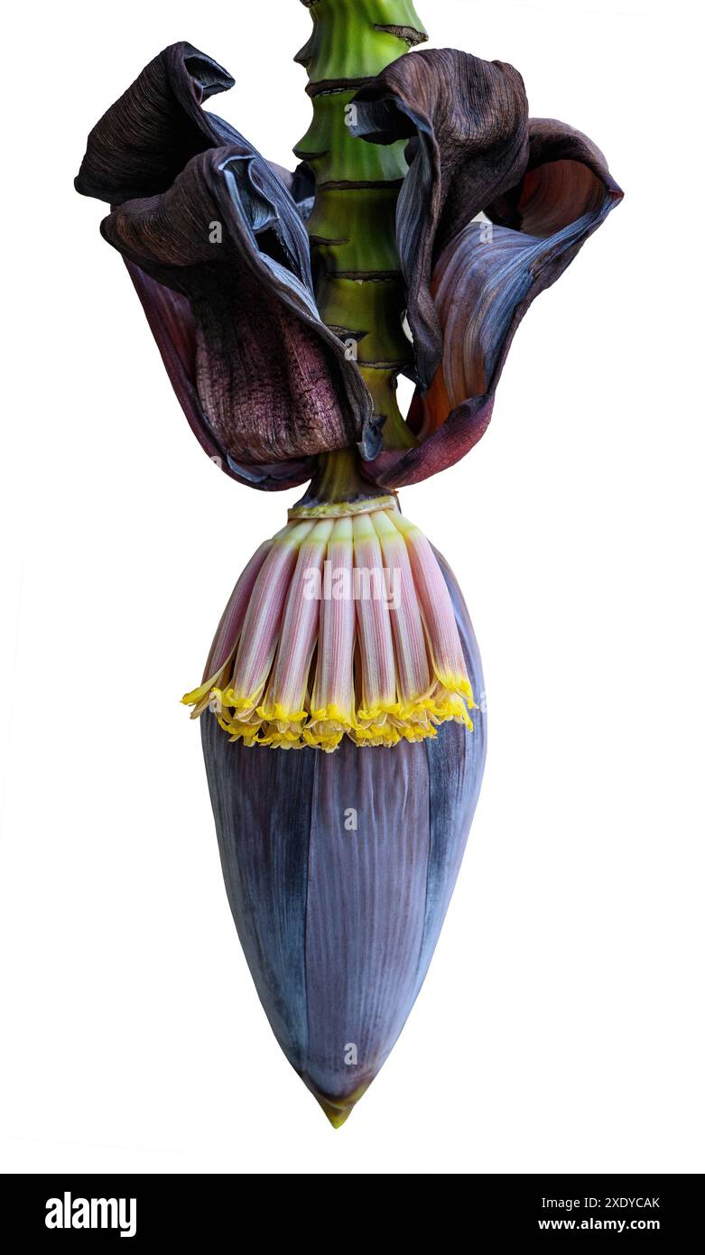 Banana flowers isolated on white Stock Photo - Alamy
