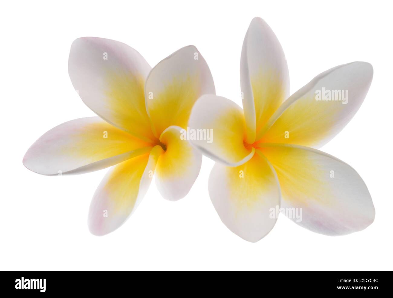 Two Frangipani flowers isolated on white background Stock Photo - Alamy