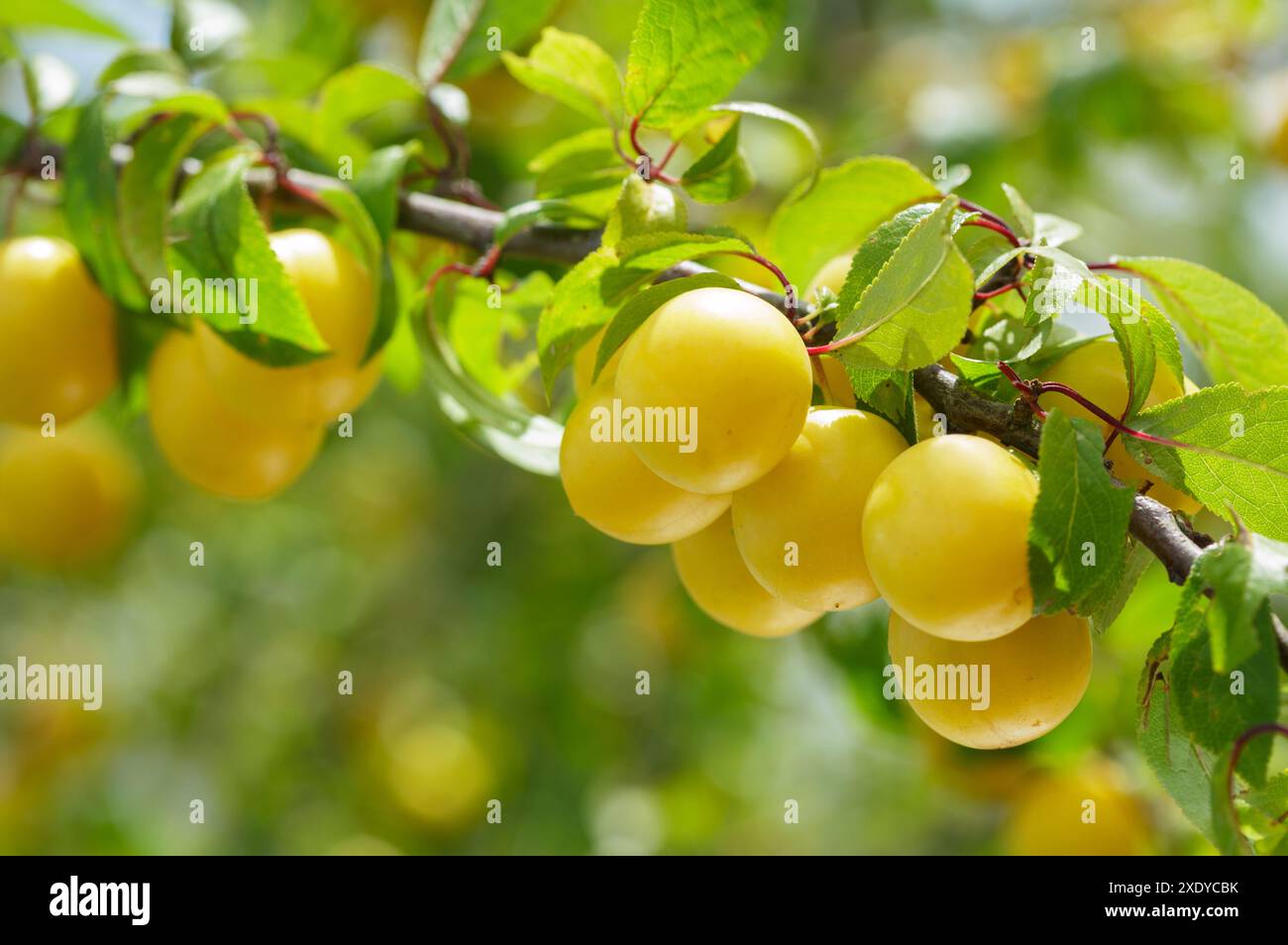 Domestic plum tree hi-res stock photography and images - Alamy