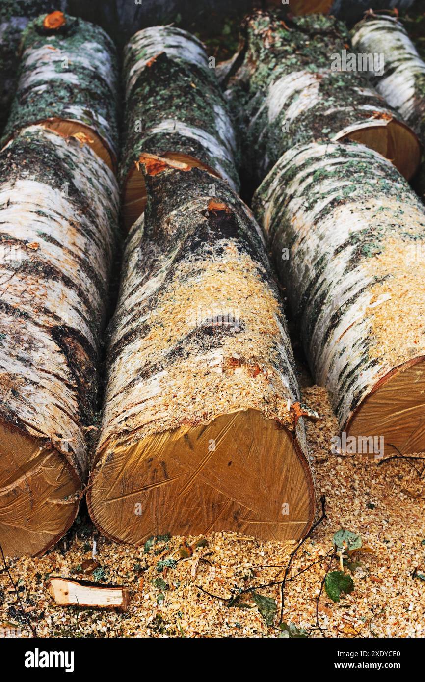 Sawn birch trees Stock Photo - Alamy
