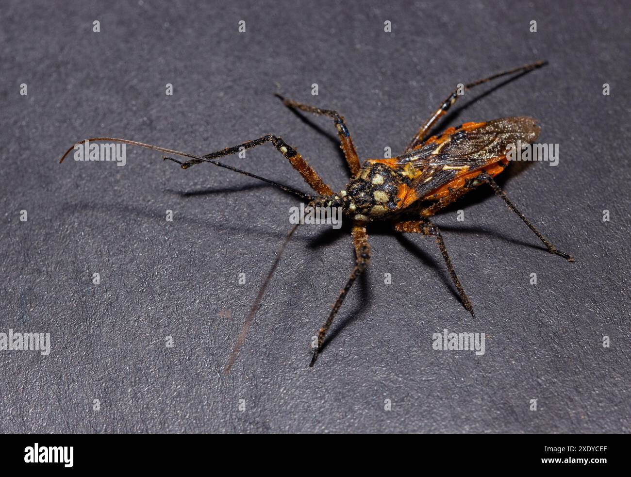 Black markings on head and thorax hi-res stock photography and images ...