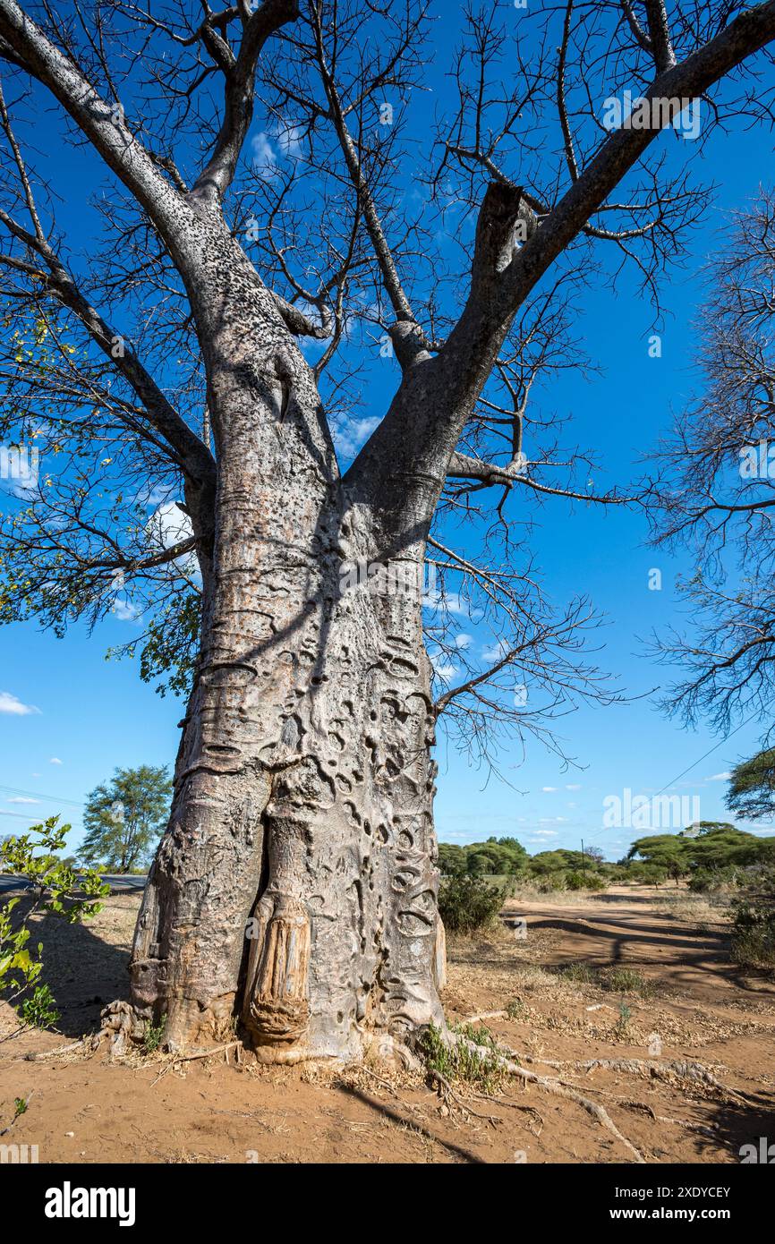 Tete mozambique hi-res stock photography and images - Alamy