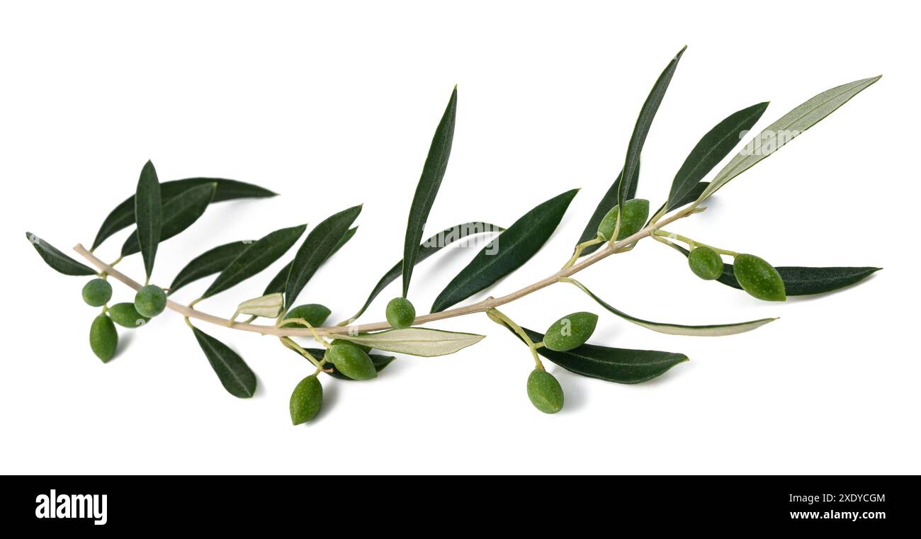 Fresh olive branch isolated on white background Stock Photo - Alamy