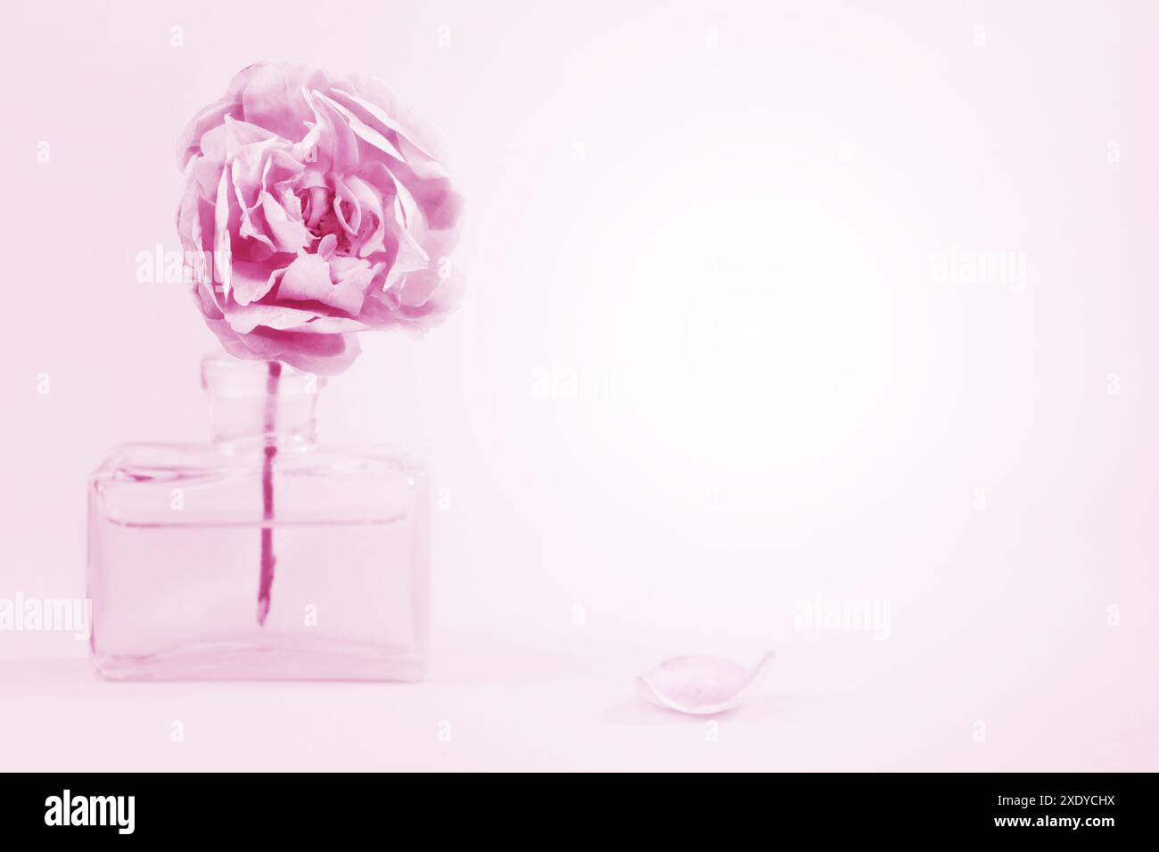 Pink rose in the small bottle Stock Photo - Alamy