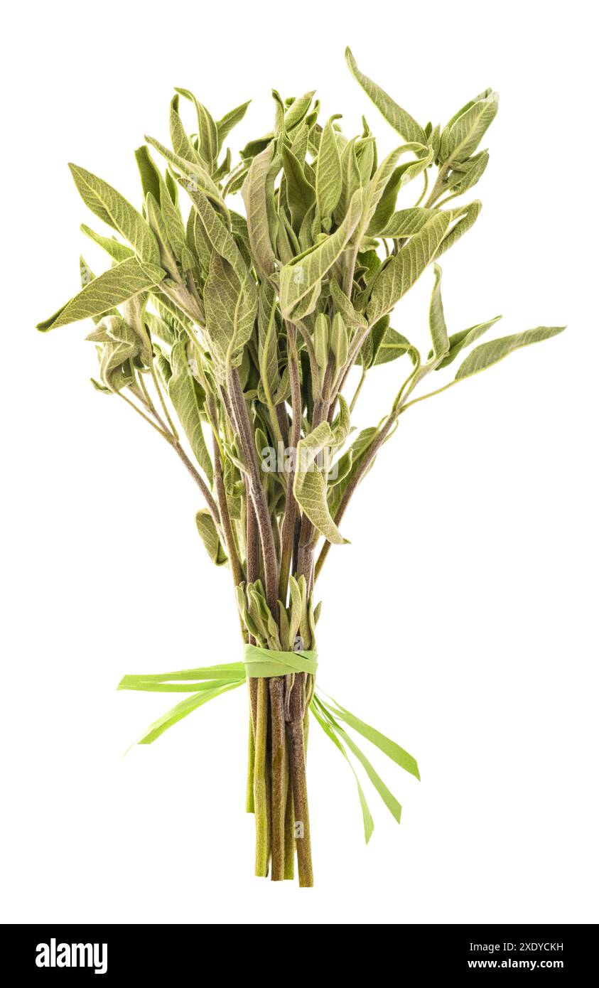 Dried Sage bunch tied isolated on white background Stock Photo - Alamy