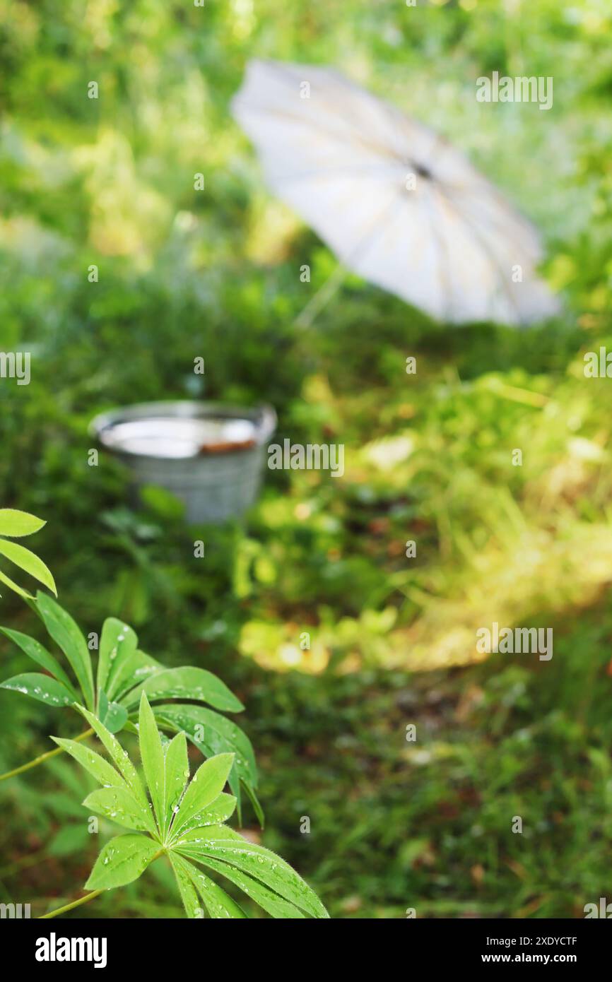 After summer rain. A bucket with rainwater and a open umbrella in the ...