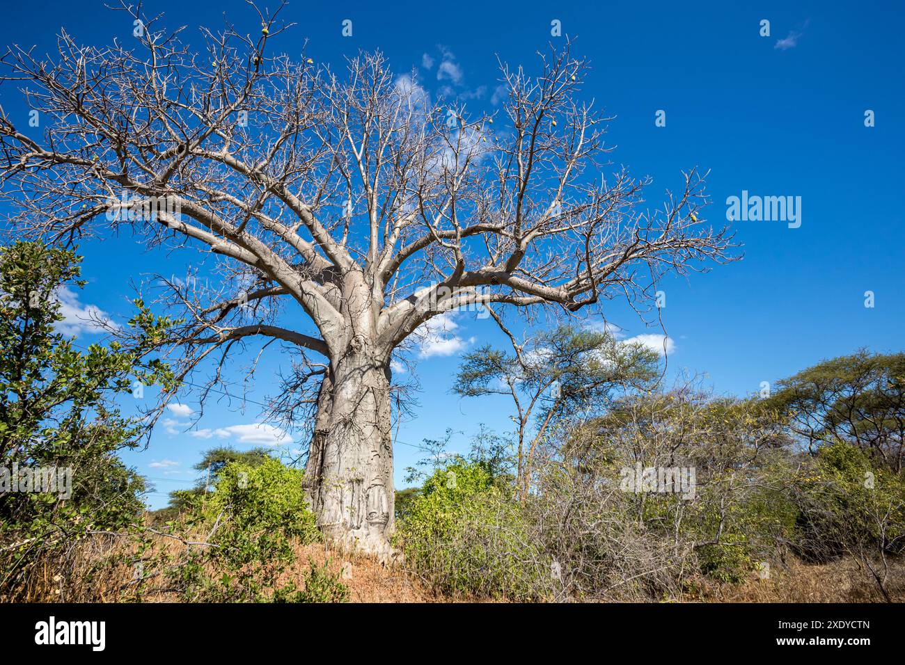 Tete mozambique hi-res stock photography and images - Alamy