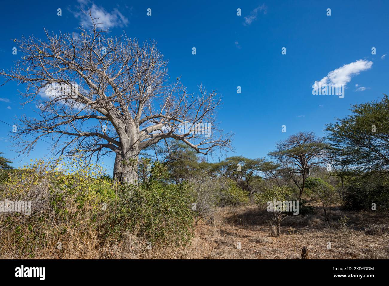 Tete mozambique hi-res stock photography and images - Alamy