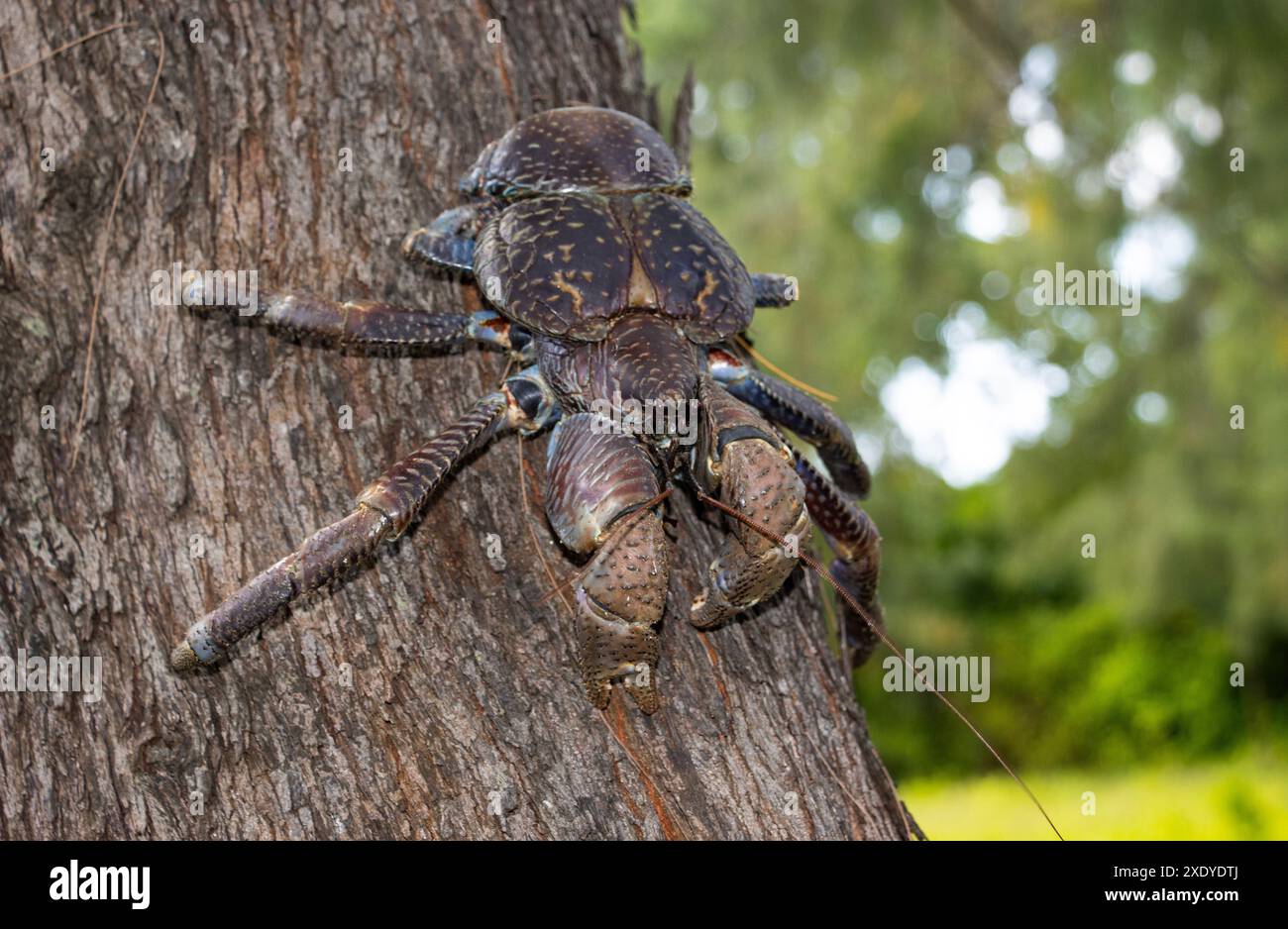 The Coconut or Robber Crab is the largest member of the hermit Crab ...