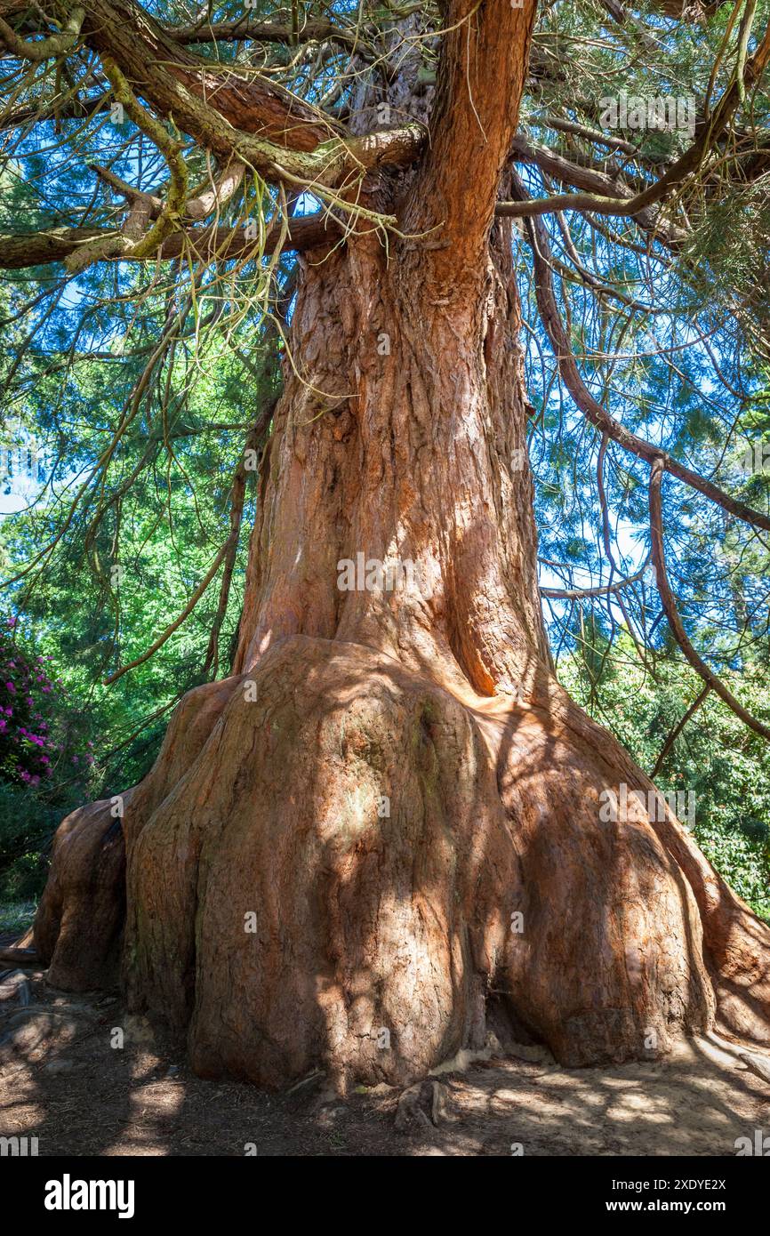 geography / travel, Great Britain, England, mighty redwood tree in ...