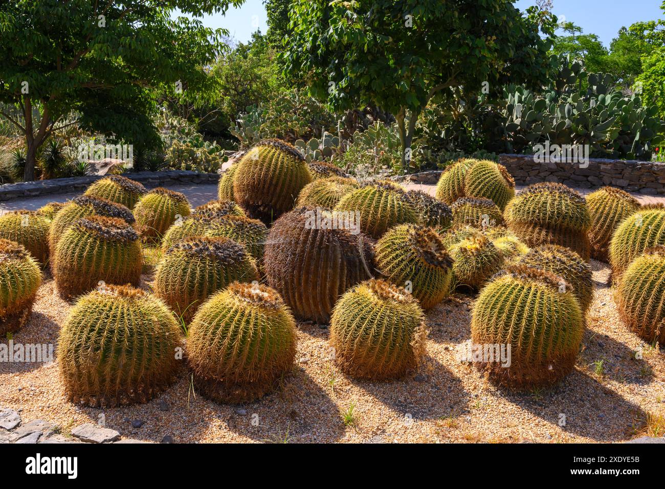 Large round cactus plants in the cactus garden, Parque de la Paloma, Benalmadena, Costa del Sol ...