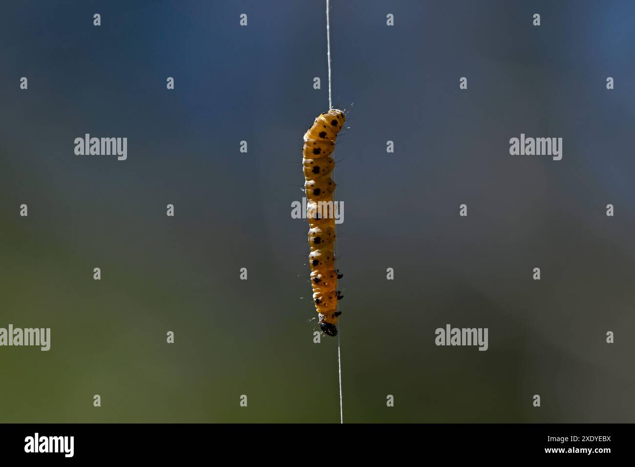 Caterpillar web hi-res stock photography and images - Alamy