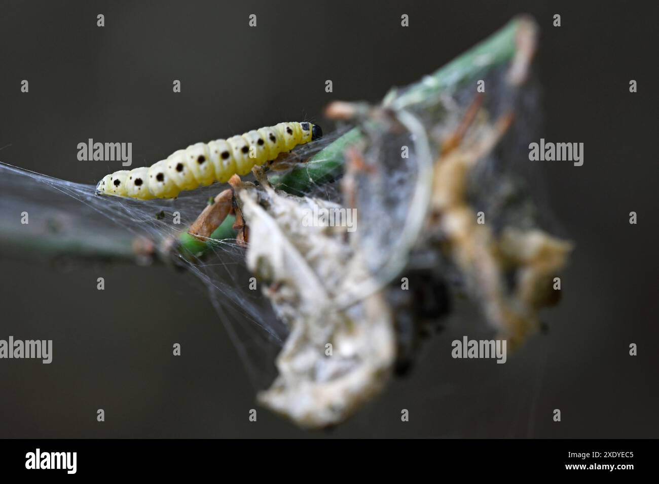 Web moth caterpillar in a bush Stock Photo - Alamy