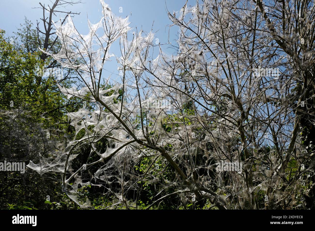 Web moth caterpillars in a silver spun over a bush Stock Photo - Alamy