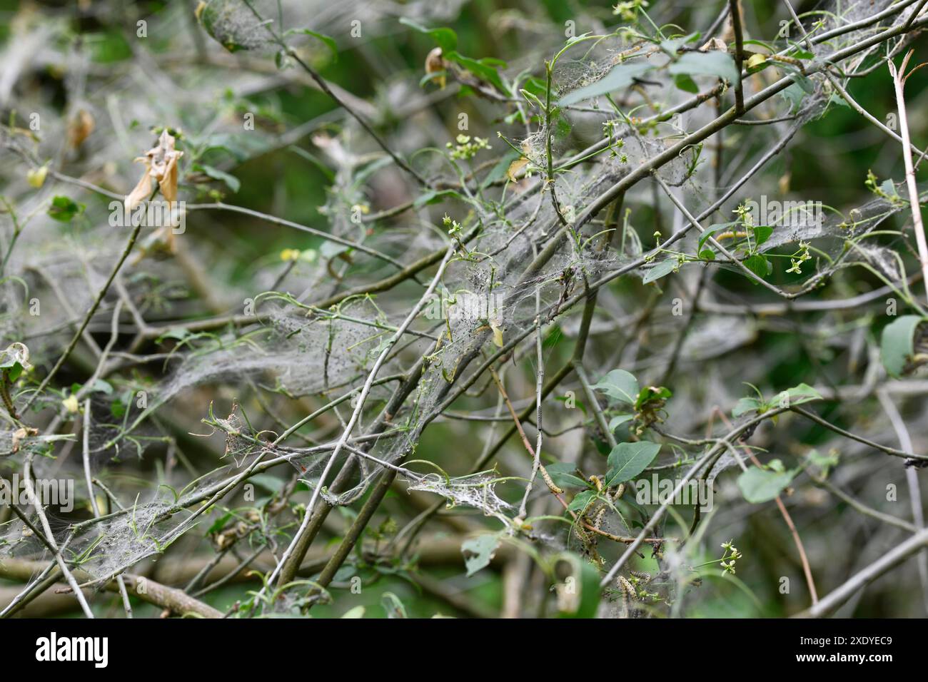 Web moth caterpillars in a silver spun over a bush Stock Photo - Alamy
