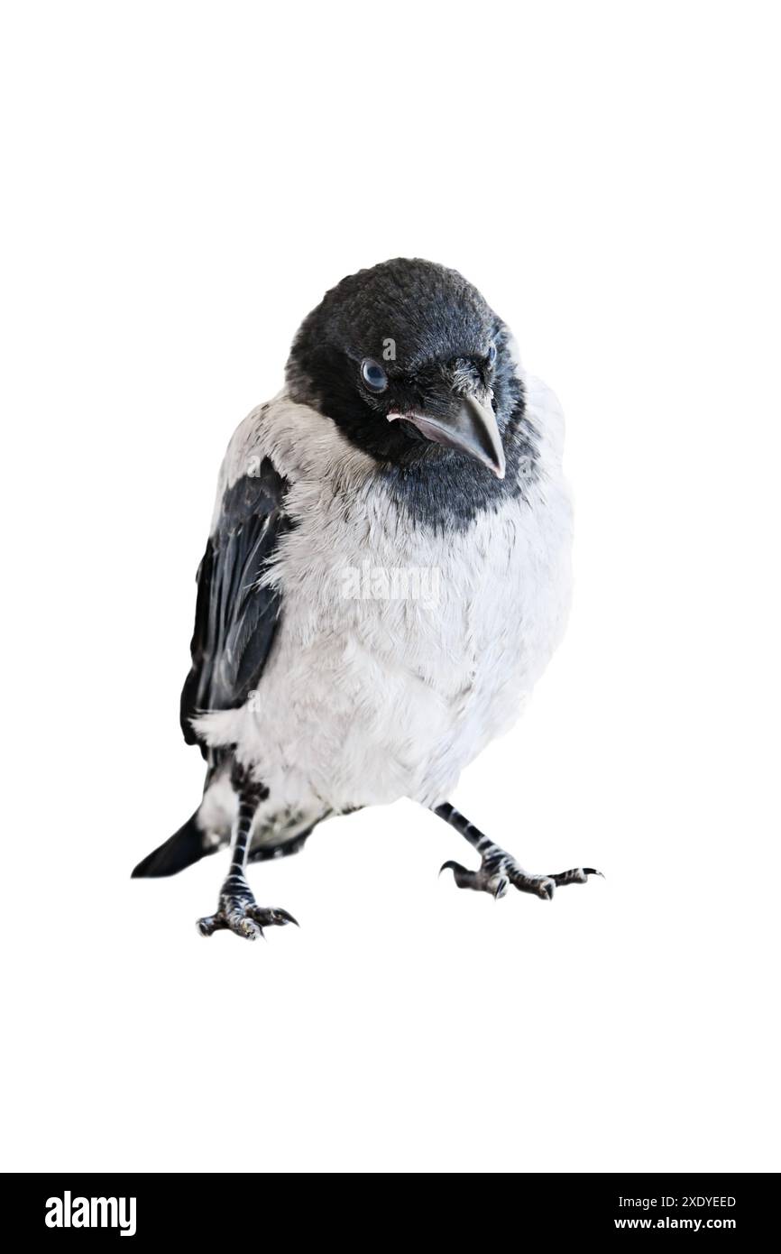 Crow cut out hi-res stock photography and images - Alamy