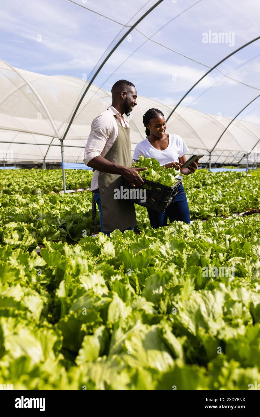 Farmer harvesting lettuce on hi-res stock photography and images - Alamy
