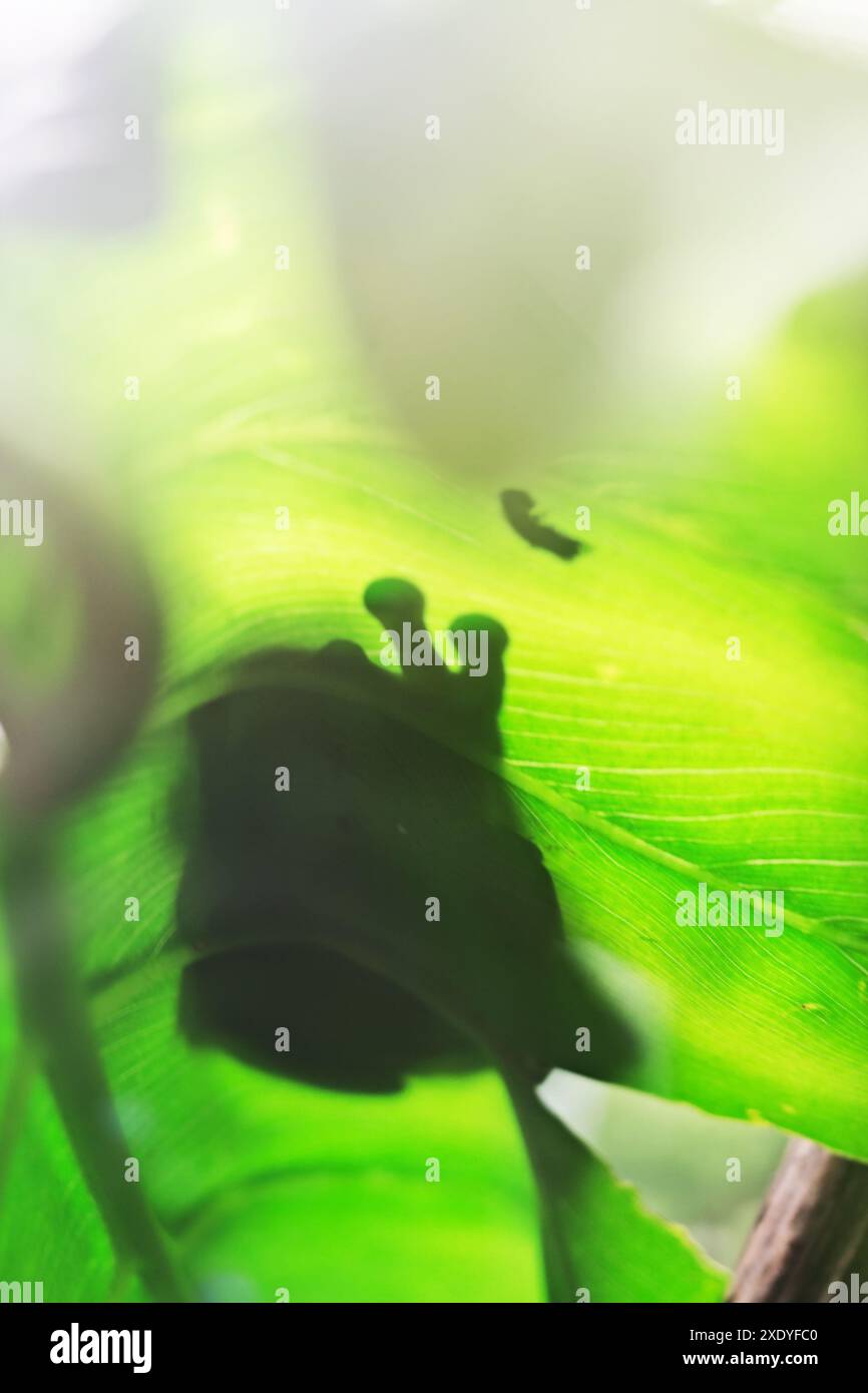 Frog shadow hi-res stock photography and images - Alamy