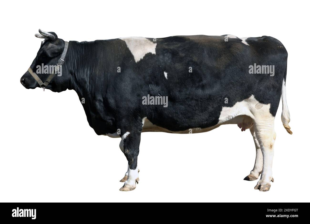 Black white cow hi-res stock photography and images - Alamy