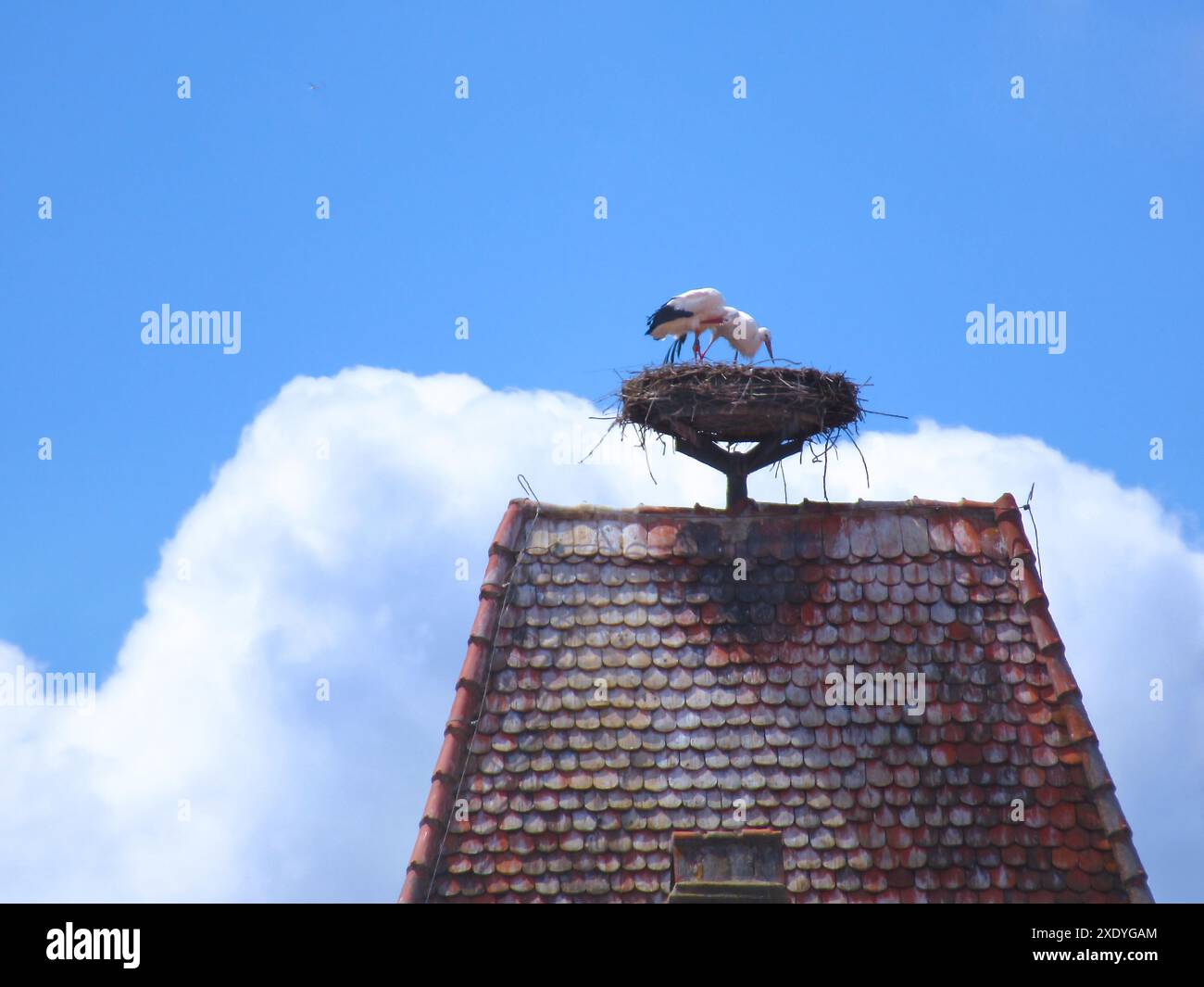 Clouds and storks hi-res stock photography and images - Alamy