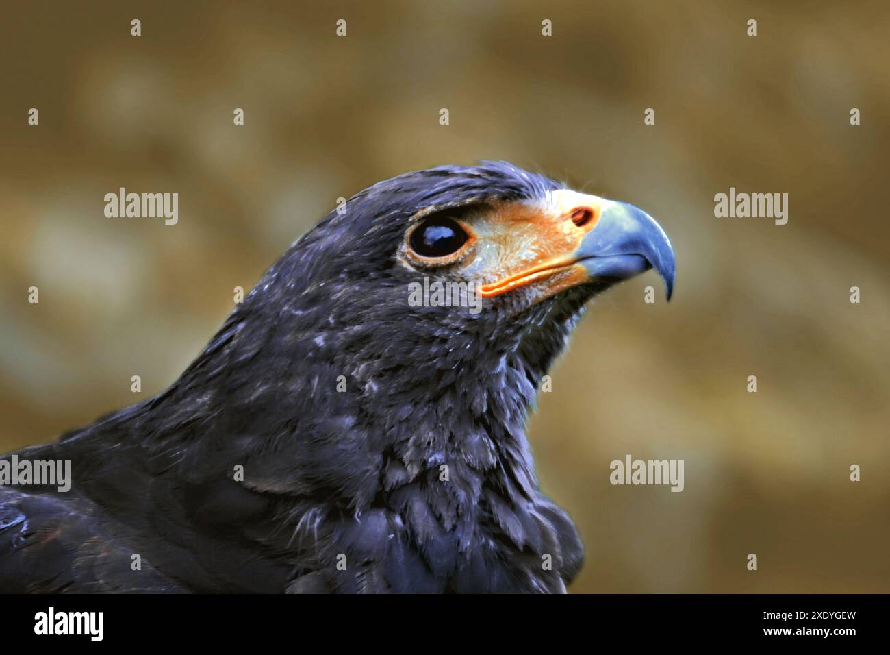 Sad bird hi-res stock photography and images - Alamy