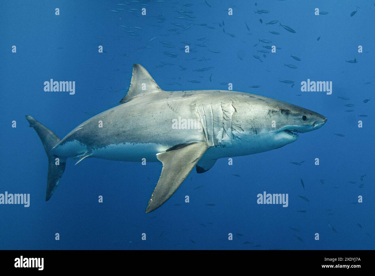 Great white shark underwater ocean fish africa jaw hi-res stock ...