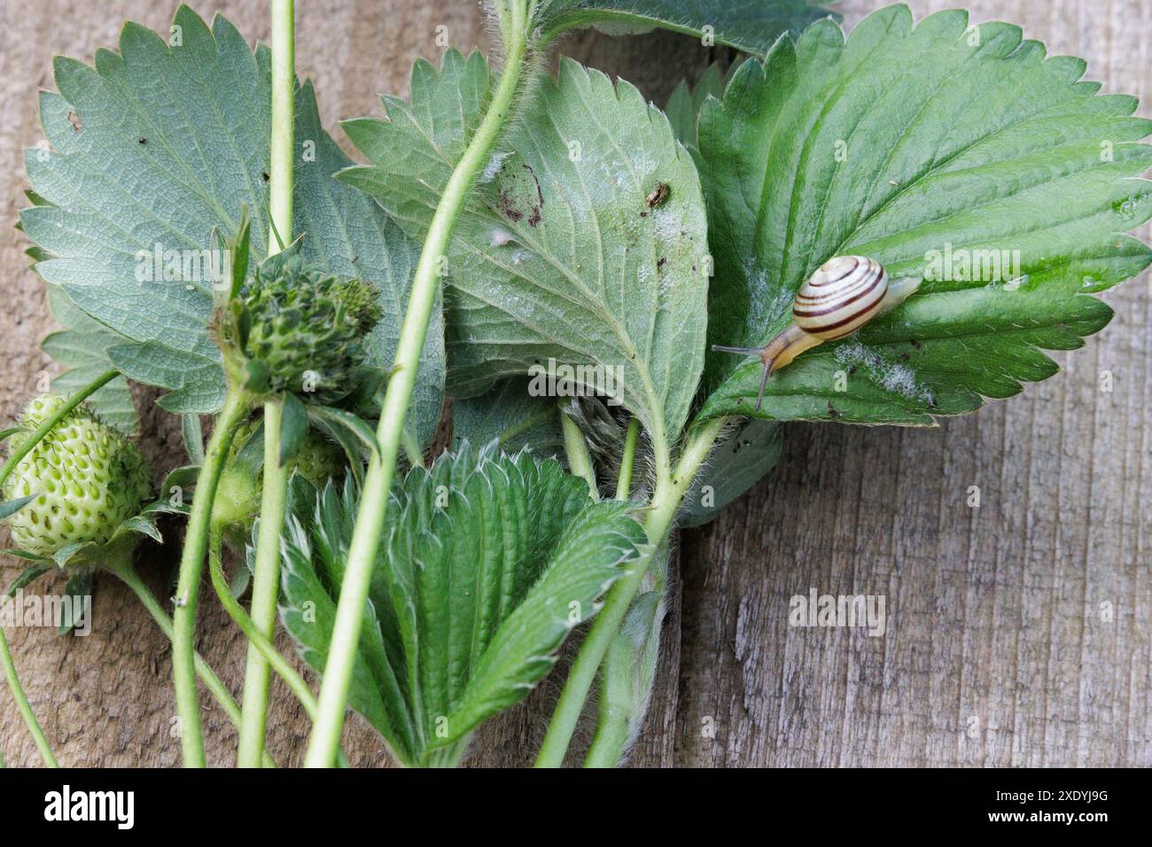 A fuzzy/ hairy green strawberry with leaves sprouting out of each of ...