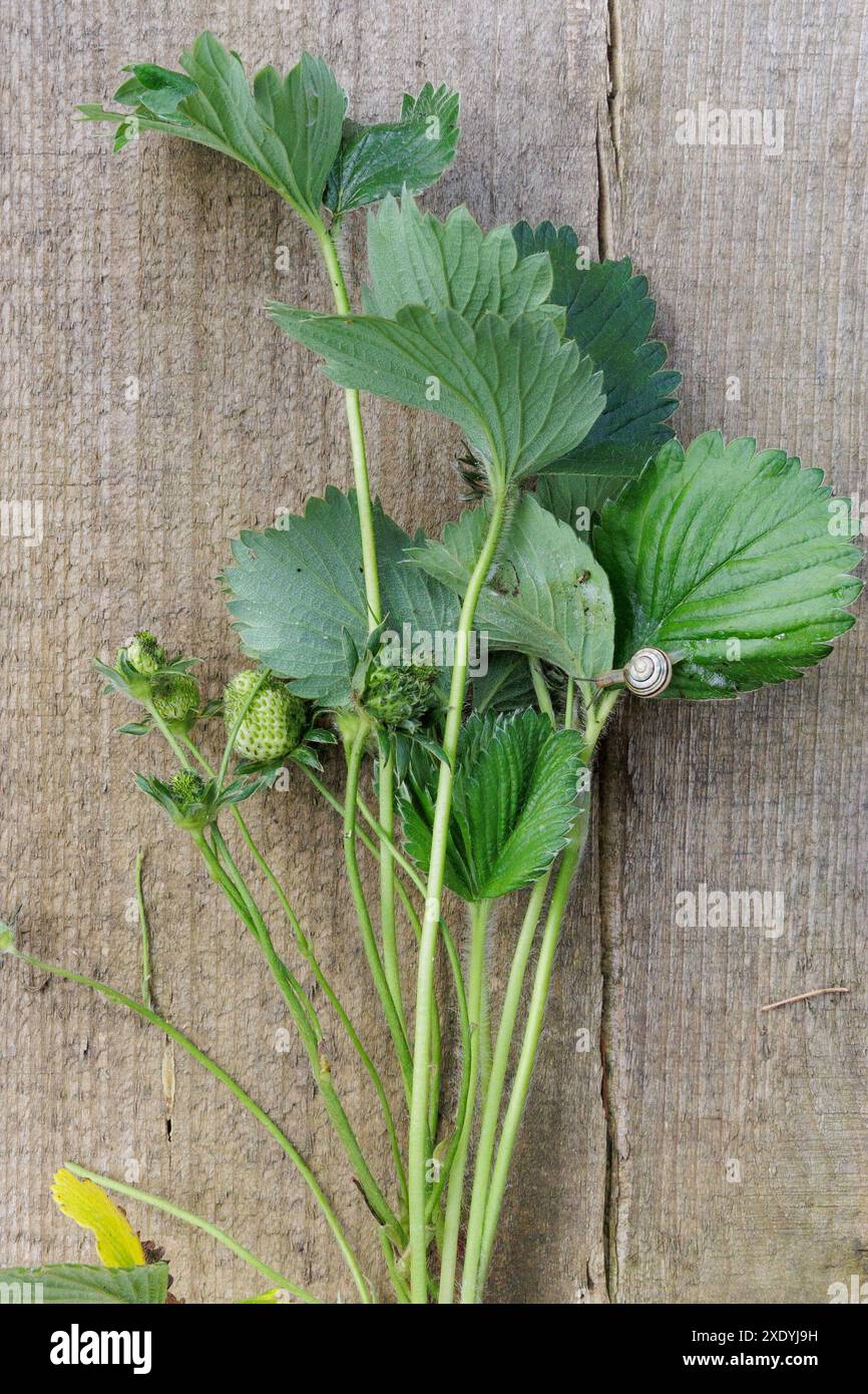 Strawberries sprouting leaves from each seed hi-res stock photography ...