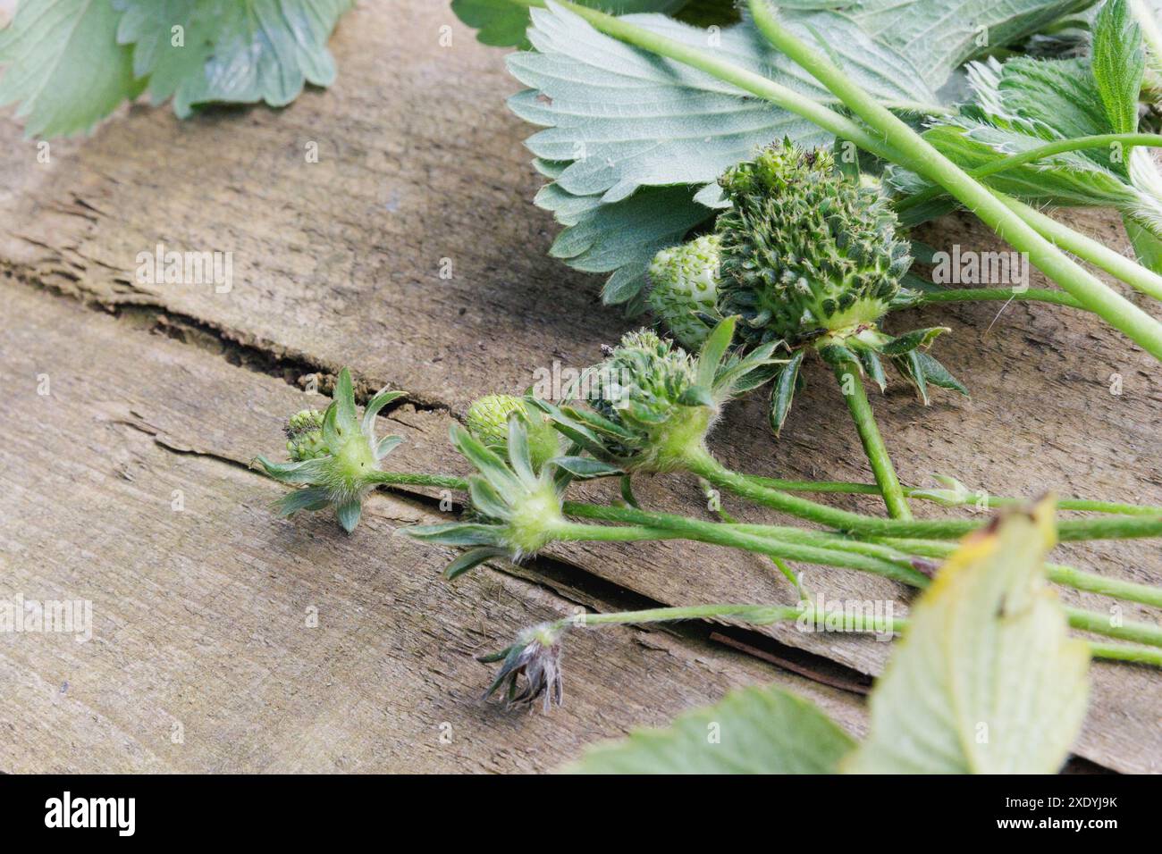 Strawberry diseases hi-res stock photography and images - Alamy