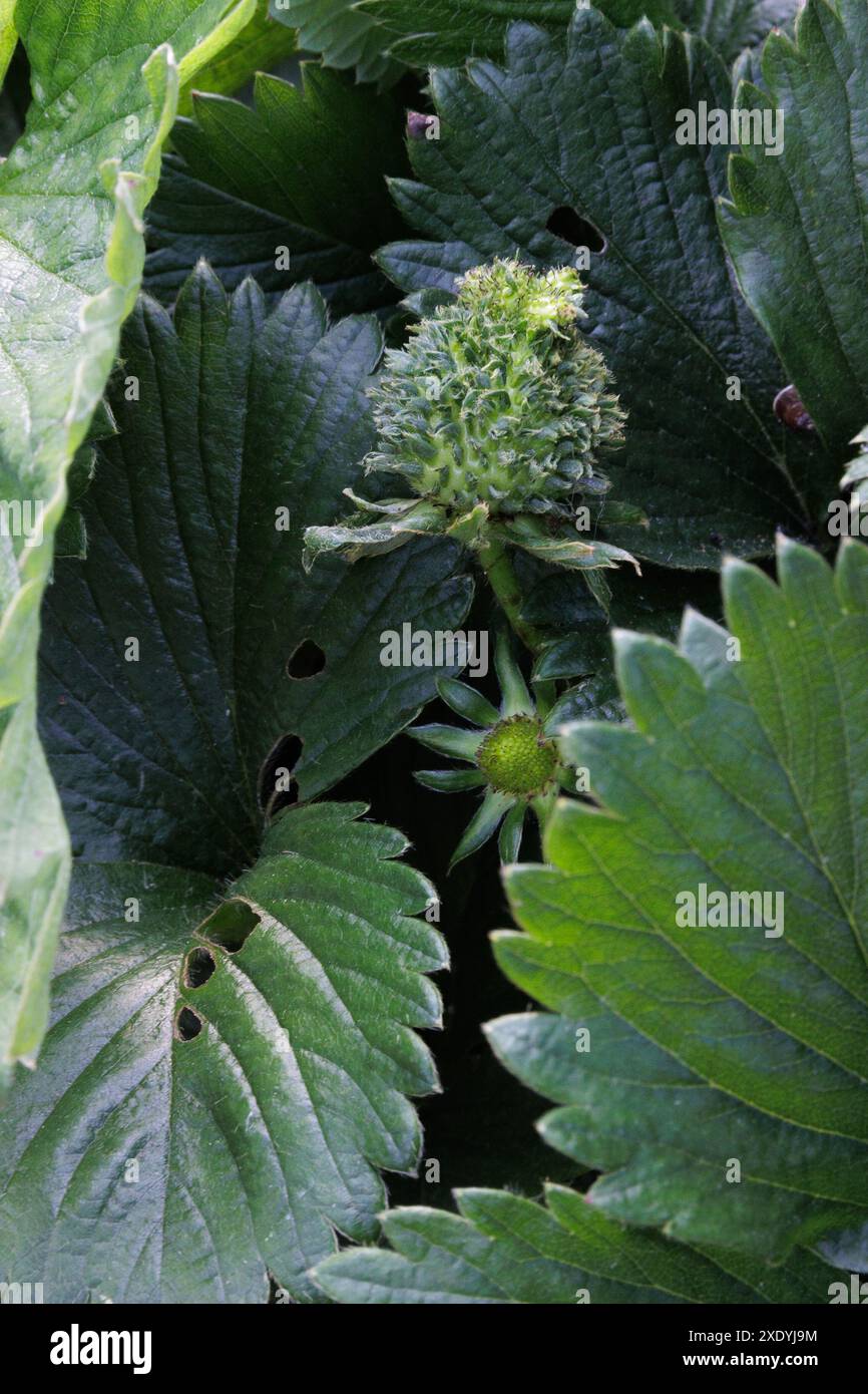 Strawberries sprouting leaves from each seed hi-res stock photography ...