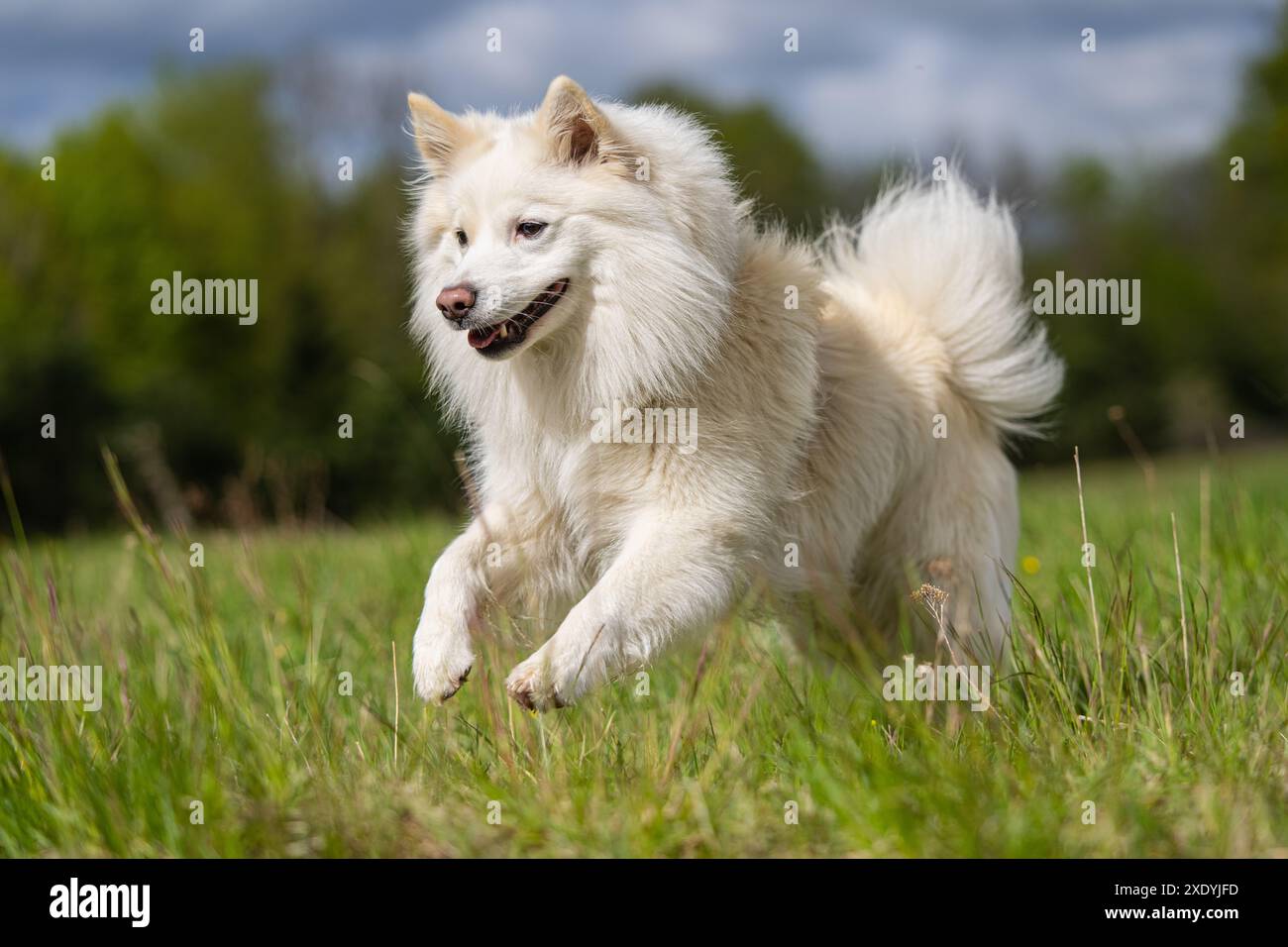 Icelandic sheepdog, FCI recognized dog breed from Iceland Stock Photo ...
