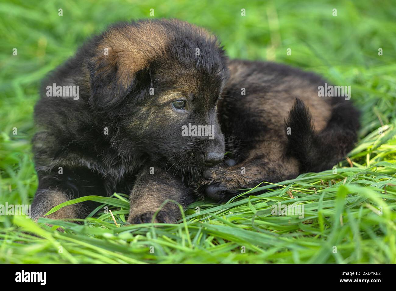 Old german shepherd dog Stock Photo - Alamy