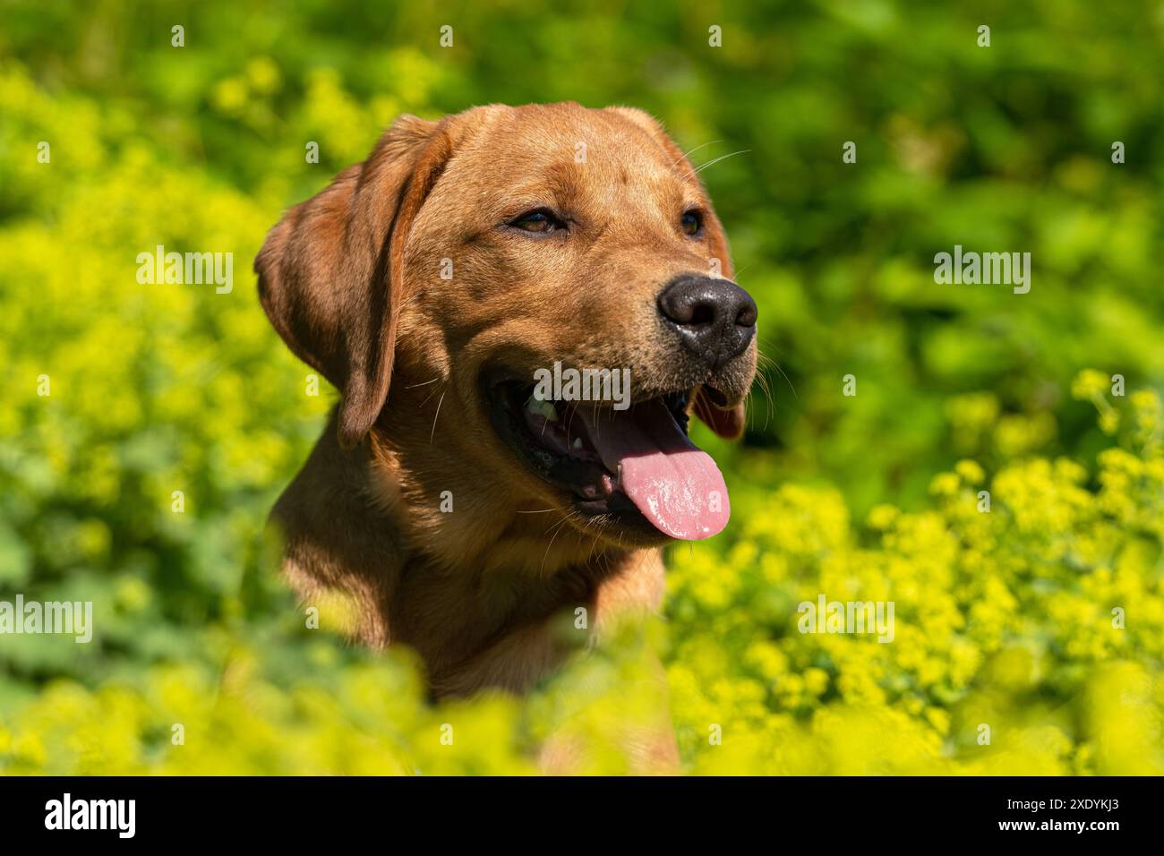 Male labrador retriever hi-res stock photography and images - Alamy