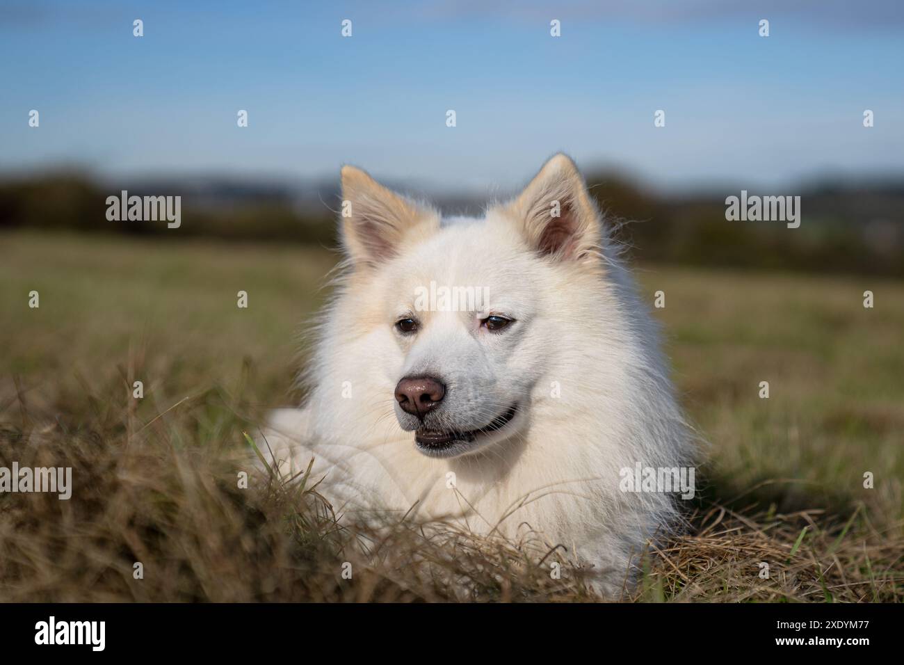 Icelandic sheepdog, FCI recognized dog breed from Iceland Stock Photo ...