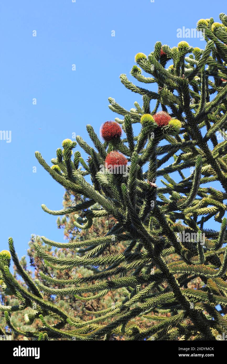 Female cones the monkey puzzle tree hi-res stock photography and images ...