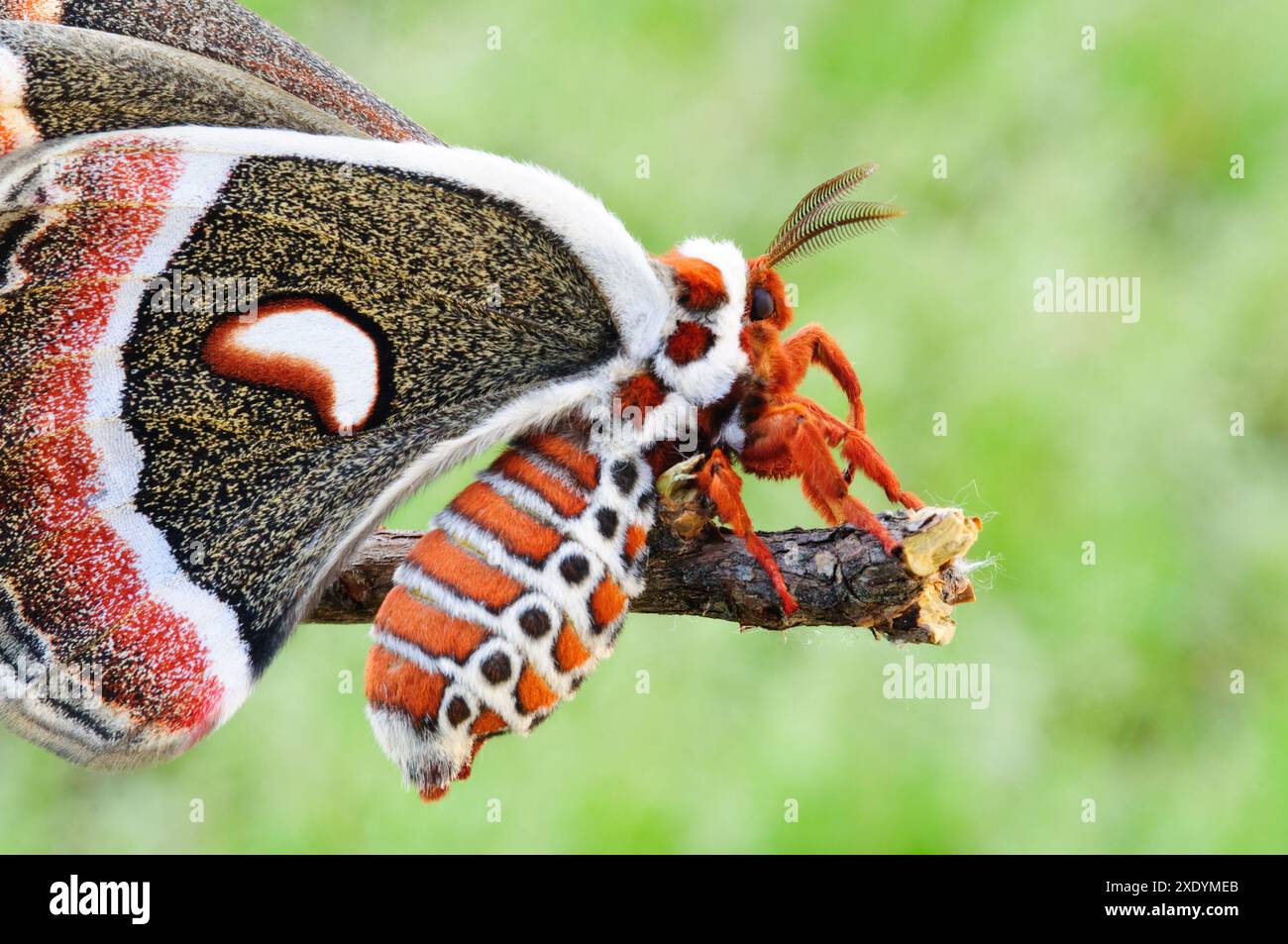 Cecropia Moth, Hyalophora Cecropia, Resting on Twig Stock Photo - Alamy