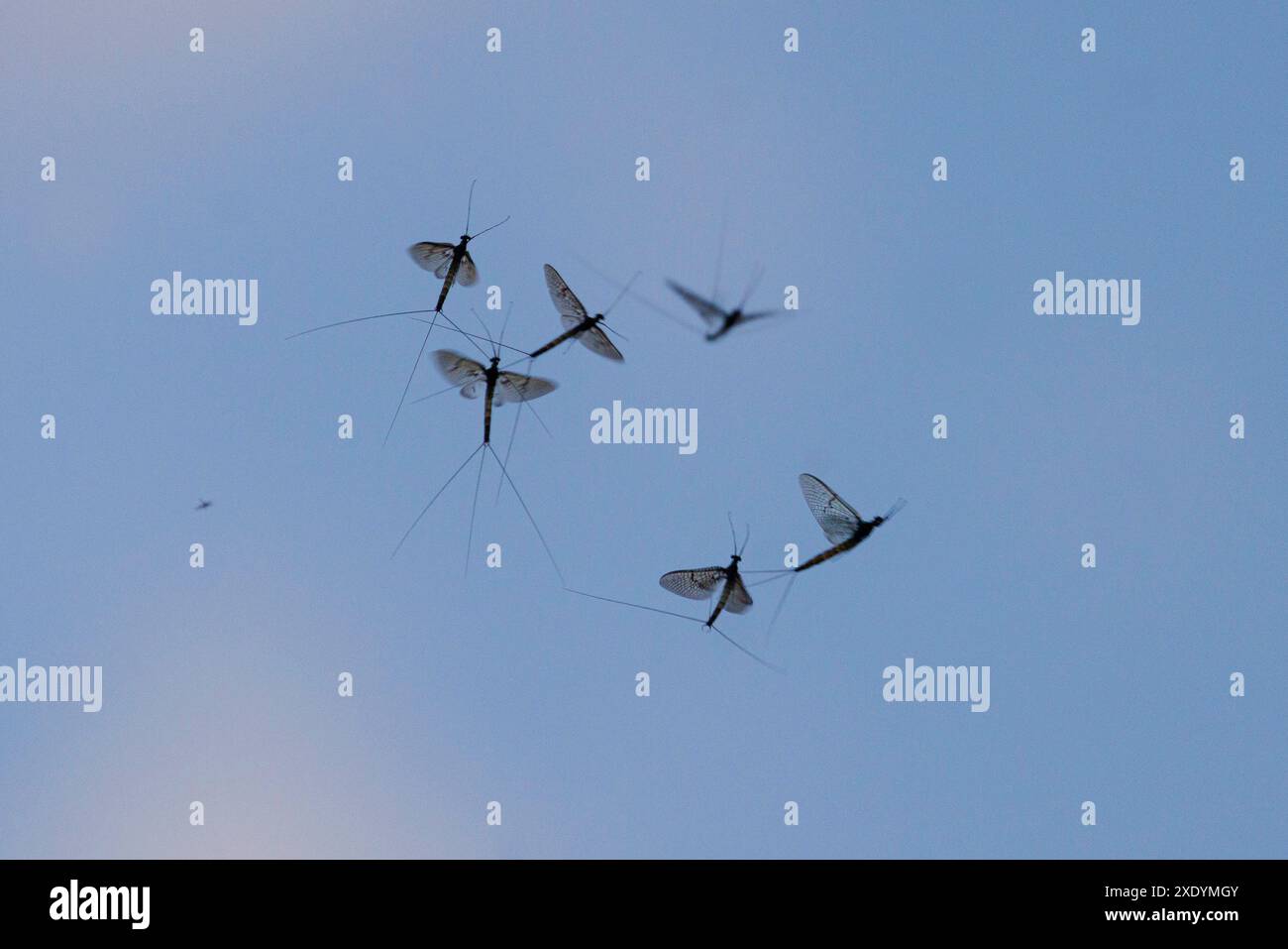 Common mayfly (Ephemera vulgata), mating flight after mass hatching ...