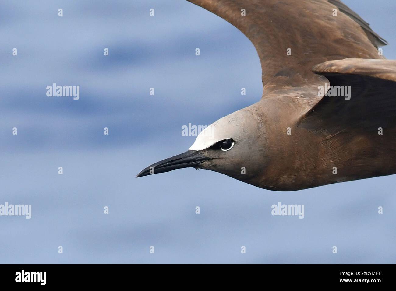 Common noddy, Brown Noddy (Anous stolidus stolidus, Anous stolidus ...