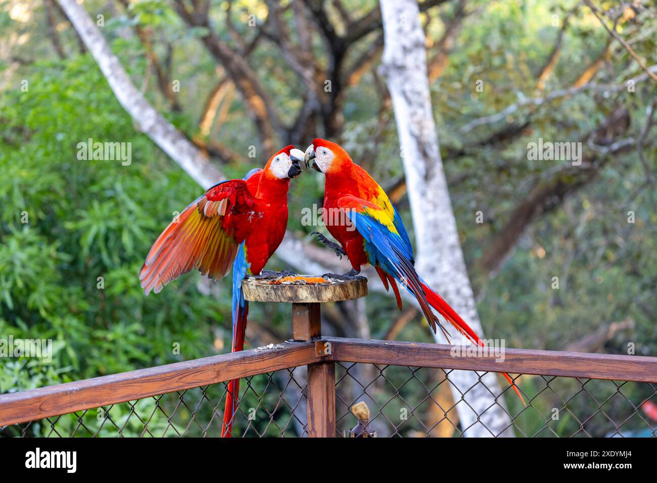 scarlet macaw (Ara macao), two macaws fighting over food at the feeding ...