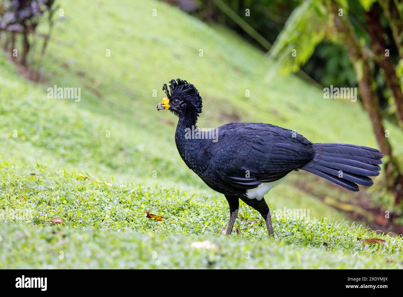 great curassow (Crax rubra), male in a rainforest, Costa Rica, La ...