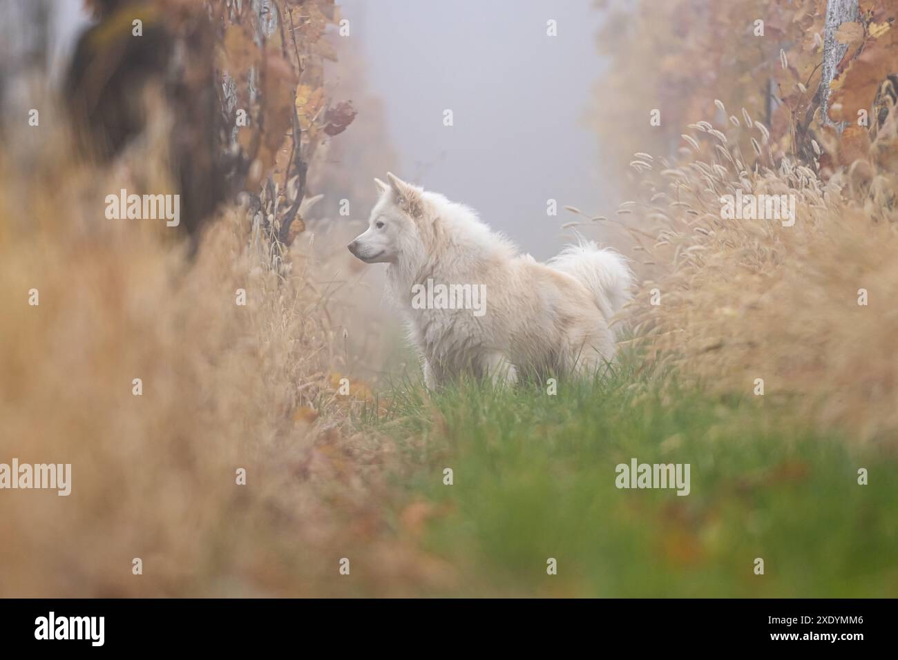 Icelandic sheepdog, FCI recognized dog breed from Iceland Stock Photo ...