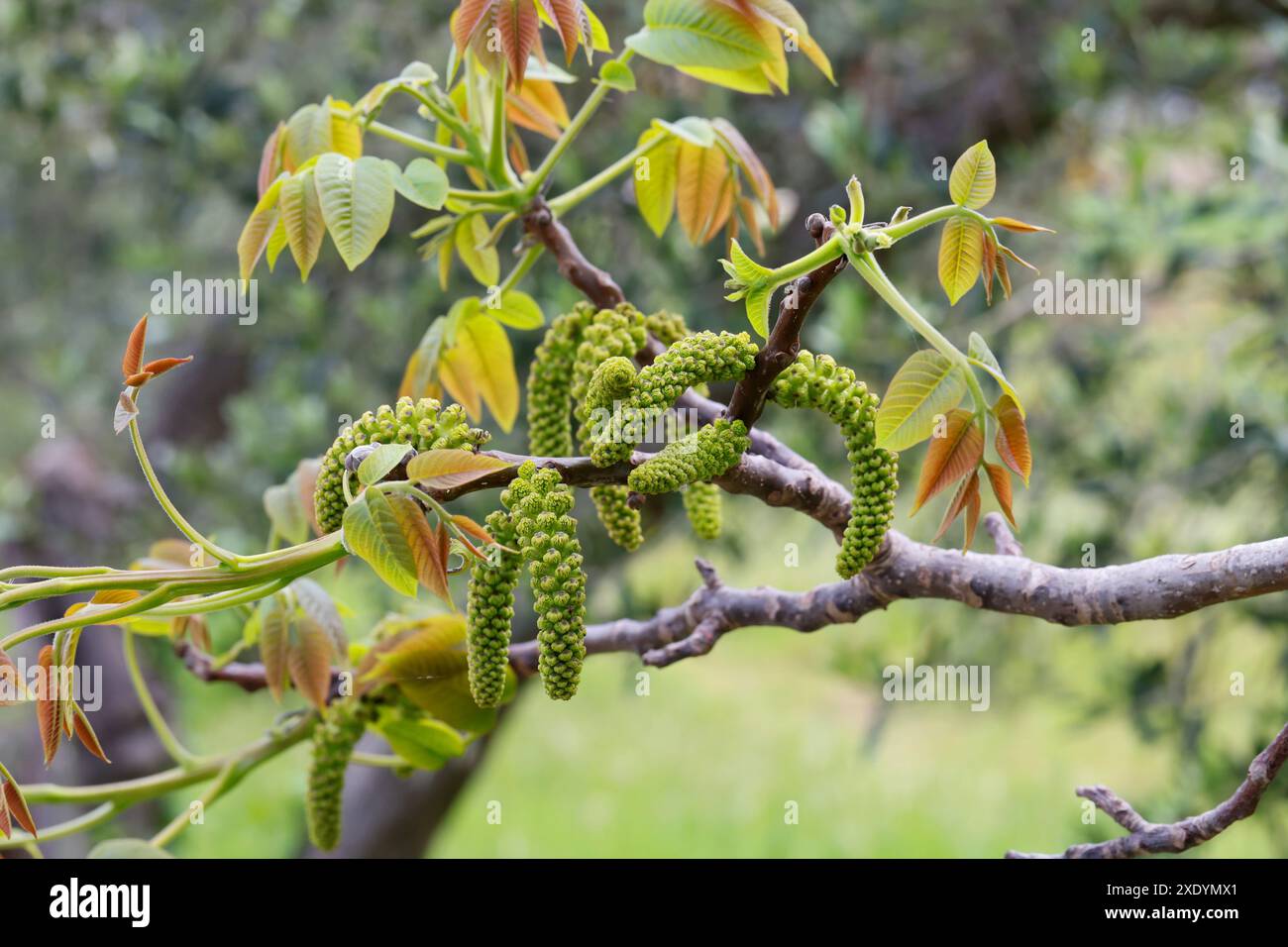 walnut (Juglans regia), male and female flowers, Croatia Stock Photo ...