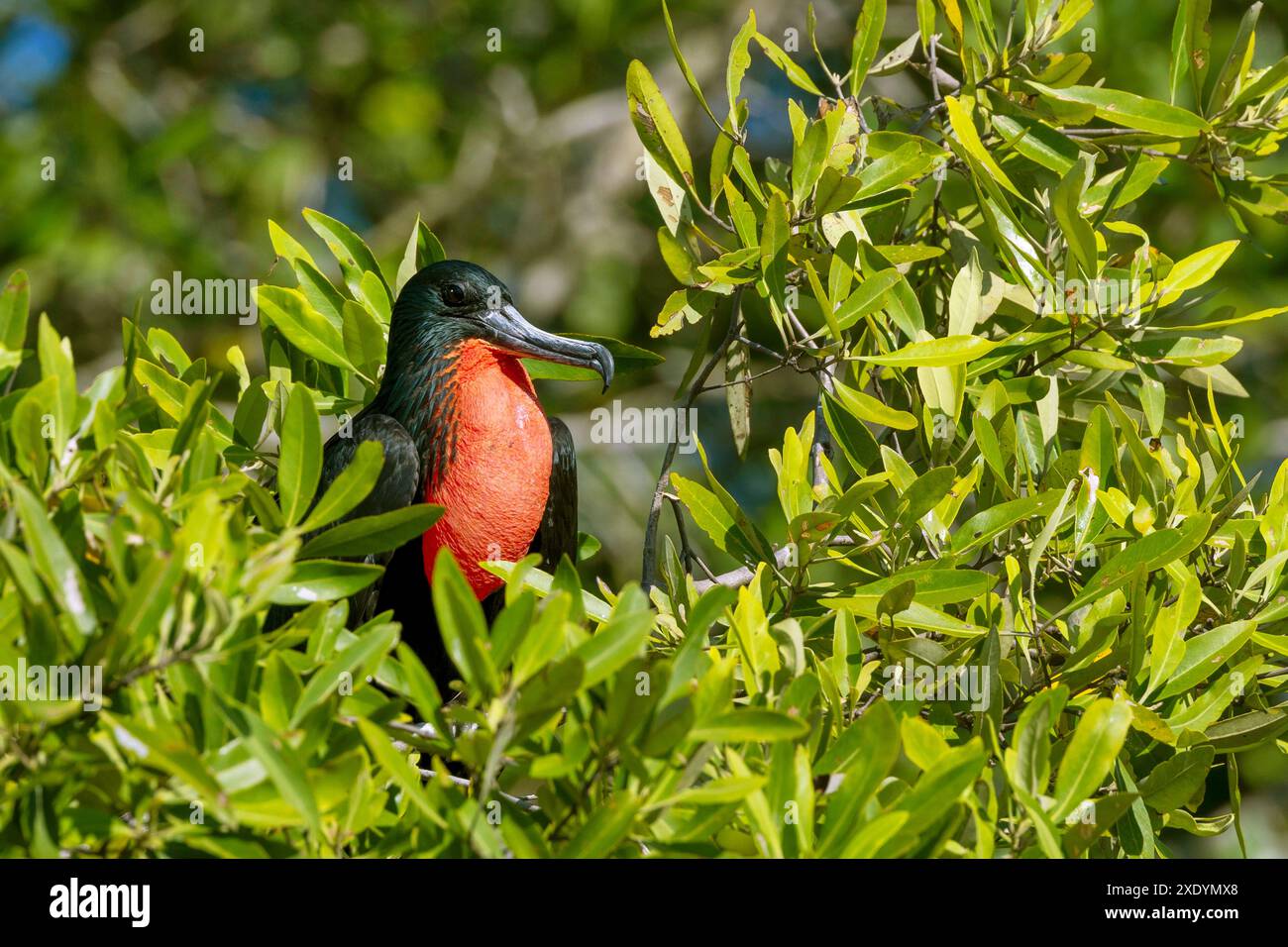 magnificent frigate bird (Fregata magnificens), male sitting in a ...