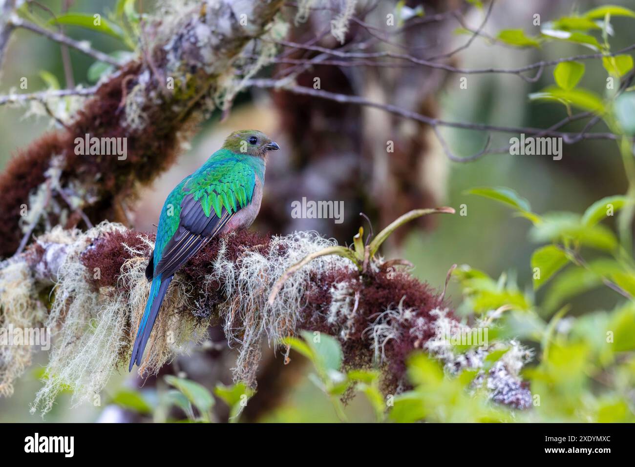 Resplendent quetzal (Pharomachrus mocinno), female sitting on a branch ...