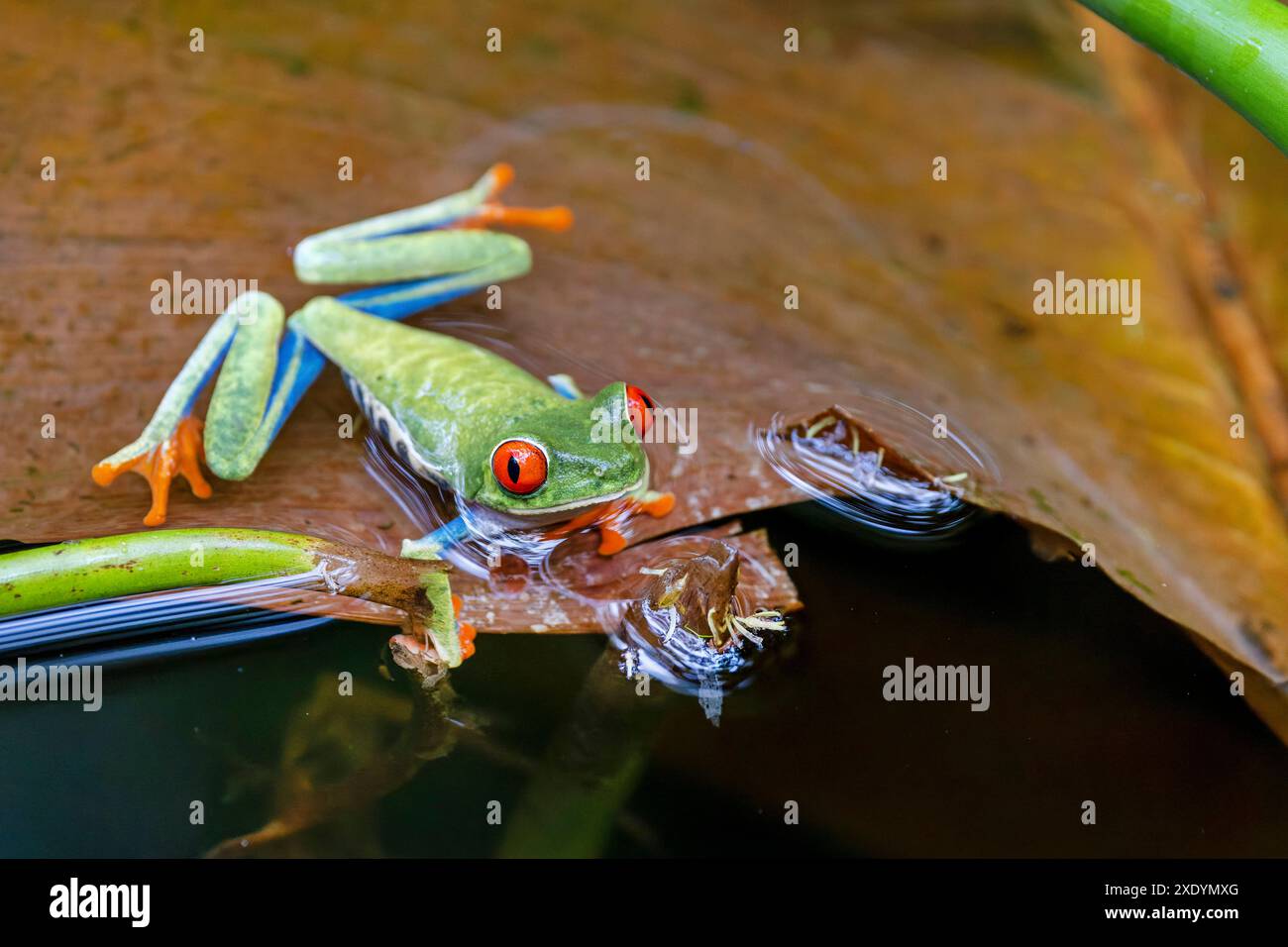 red-eyed treefrog, redeyed treefrog, redeye treefrog, red eye treefrog ...