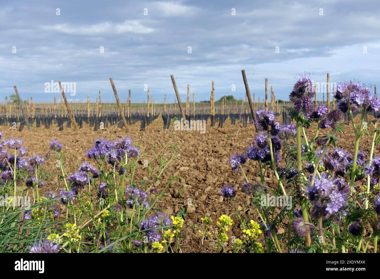bee food, tansy scorpion-weed, lacy phacelia, tansy-leaf phacelia, blue ...