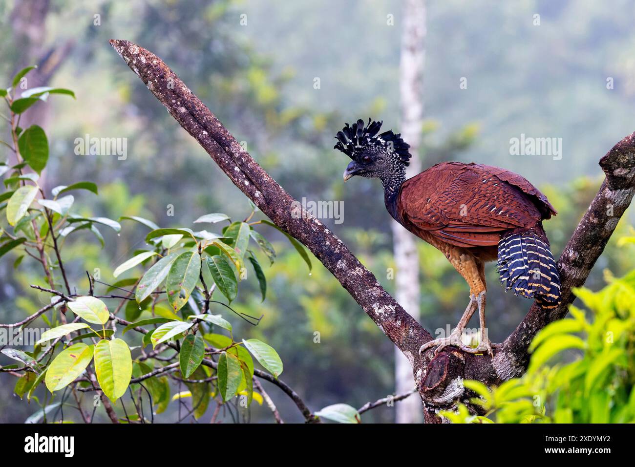 great curassow (Crax rubra), female sitting on a branch in the ...