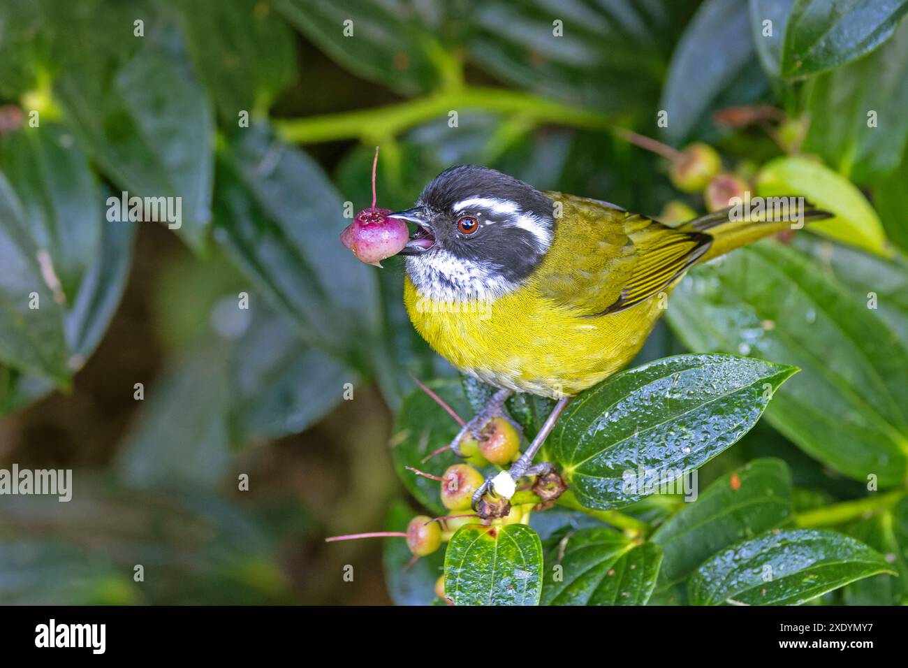 pileated bush tanager (Chlorospingus pileatus), sits in bush in ...
